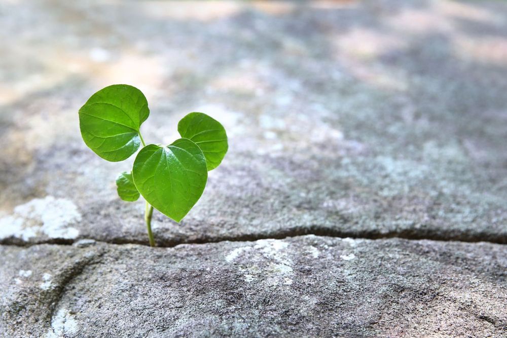 OSFI Links Culture to Operational Resilience | Starling Insights ...