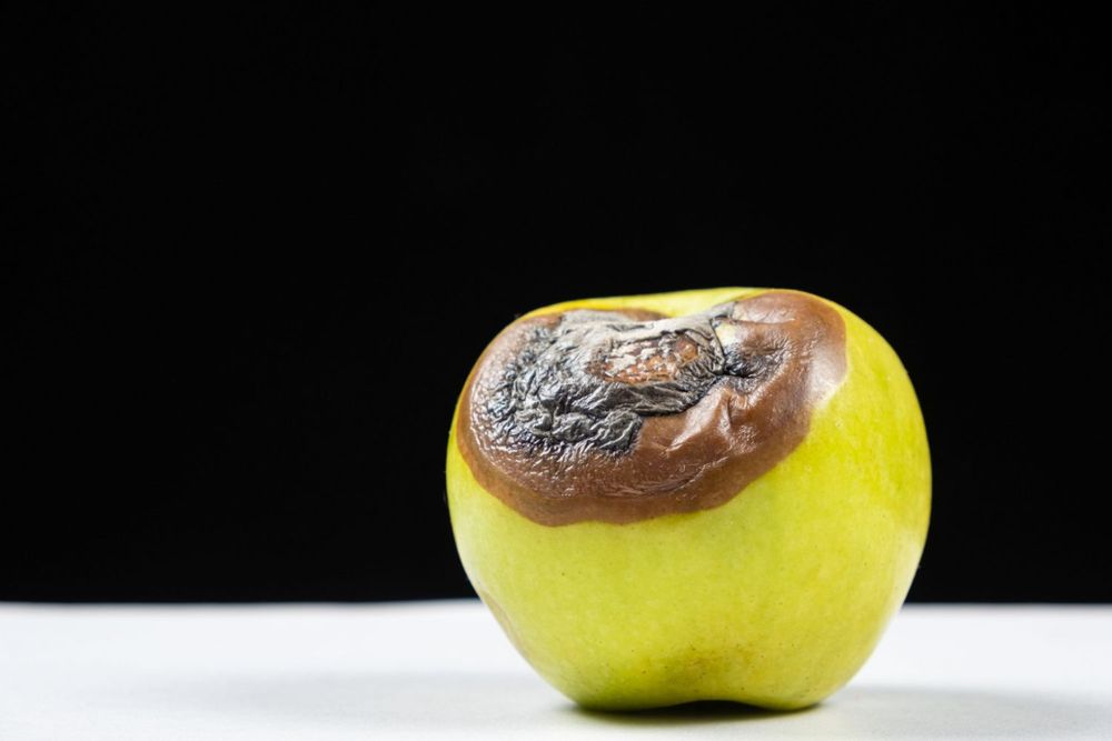 How to Spot Corporate Rot | Starling Insights | Starling Insights